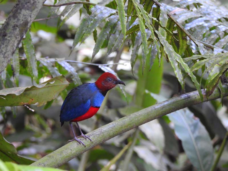 Melacak Burung Pitta: Spesies yang Terancam Hilang dari Pulau Sangihe