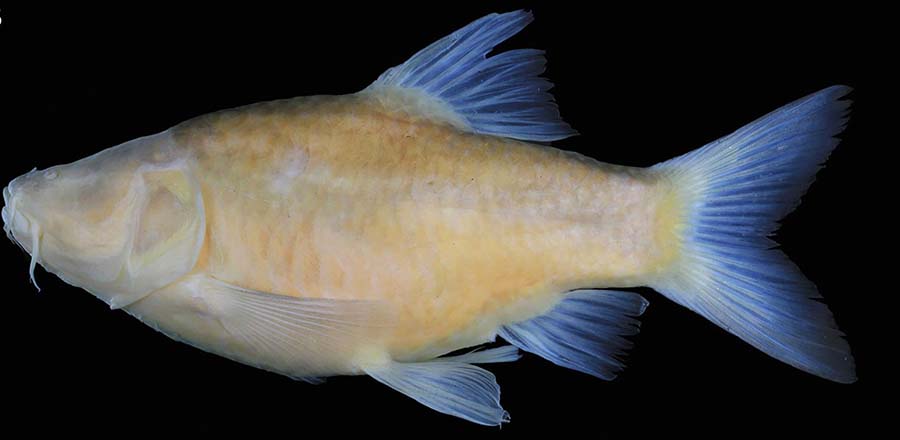 Spesies Baru: Ikan Tanpa Mata Ini Bernama Barbodes klapanunggalensis