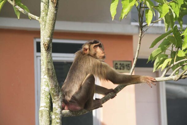 Beruk Bukan Hewan Peliharaan, Biarkan Hidup Liar di Hutan