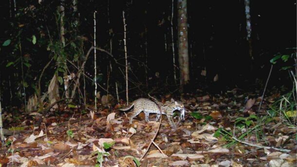 Jejak Kucing Kuwuk di Hutan Tersisa Pulau Jawa