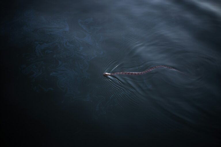 Seberapa Dalam Ular Laut Bisa Menyelam di Lautan?