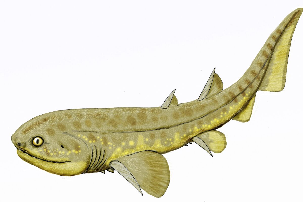 Lebih Tua dari Cincin Saturnus: Bagaimana Hiu Bertahan Selama Ratusan ...