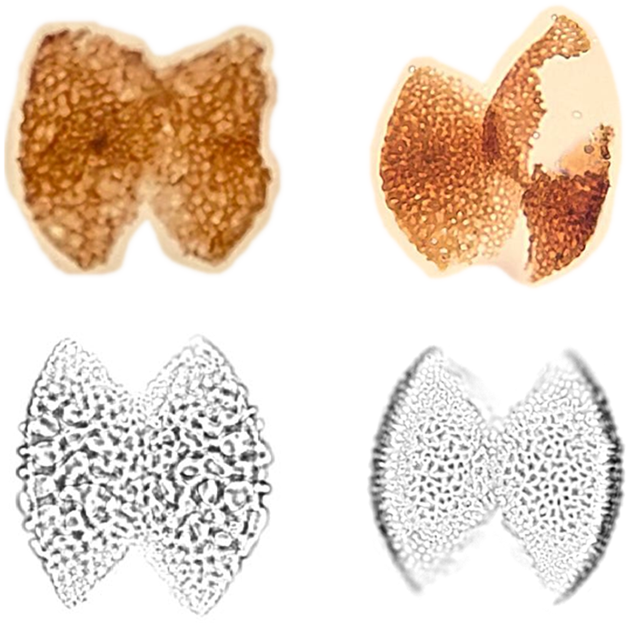 Riset: Fosil Rotan Ungkap Peran Hutan Kalimantan di Masa Silam