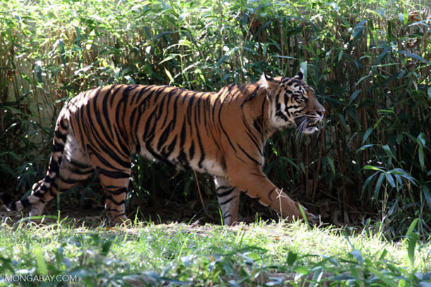 Bumi Makin Terbebani Kala Pembangunan Terus Eksploitasi Alam
