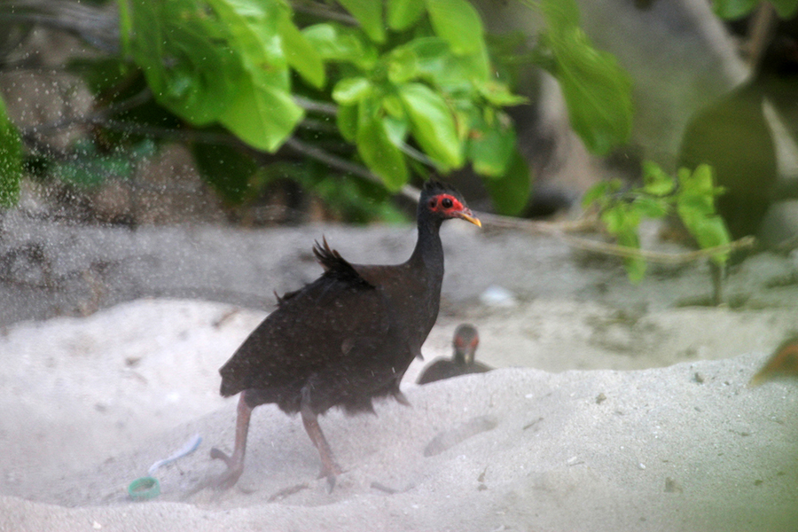 Mencari Jejak Megapoda di Wallacea