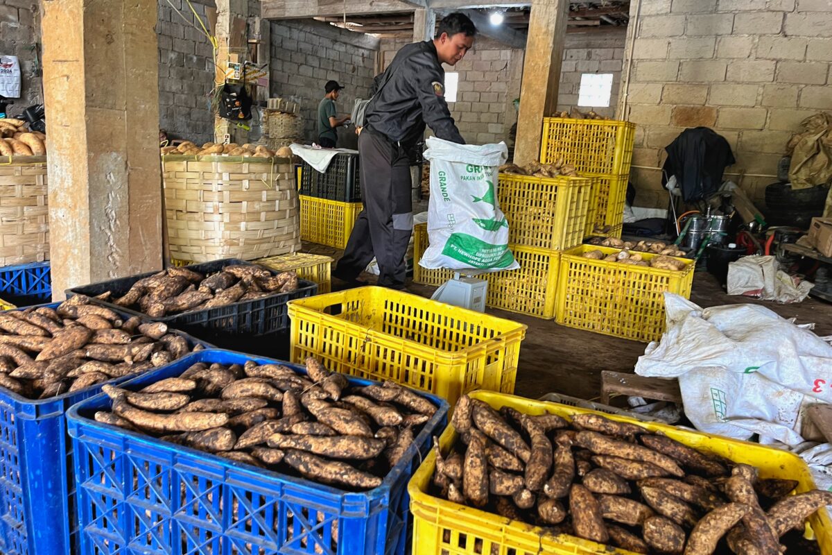Ubi Cilembu, Favorit di Kota, Bukan Pilihan di Daerah Sentra