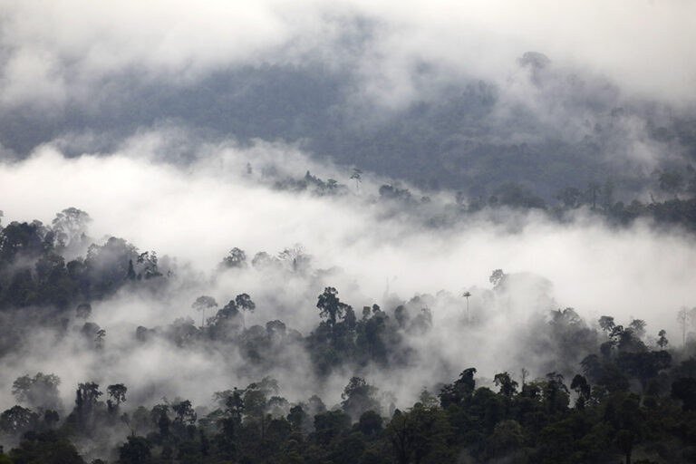 Tutupan Hutan Aceh Berkurang Setiap Tahun?