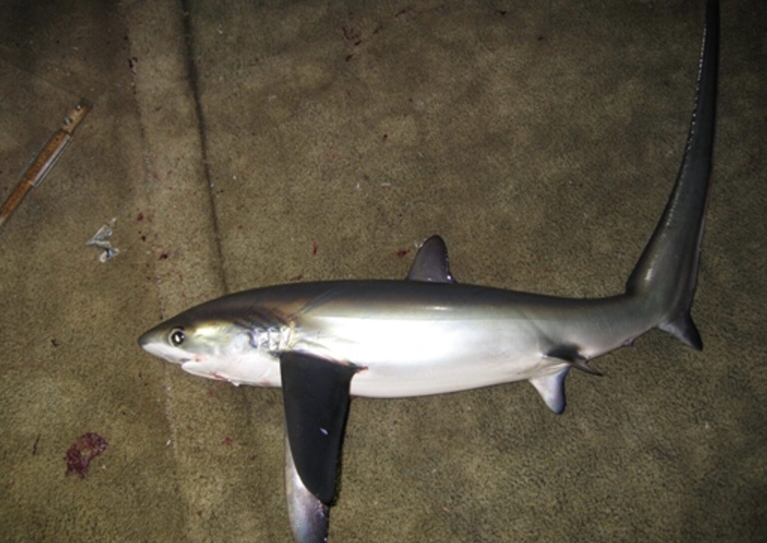 Studi: Di Indonesia, Konservasi Berbasis Komunitas Berhasil Kurangi ...