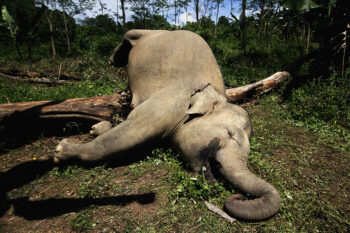 Tersengat Listrik, Gajah Sumatera Ditemukan Mati di Aceh Jaya