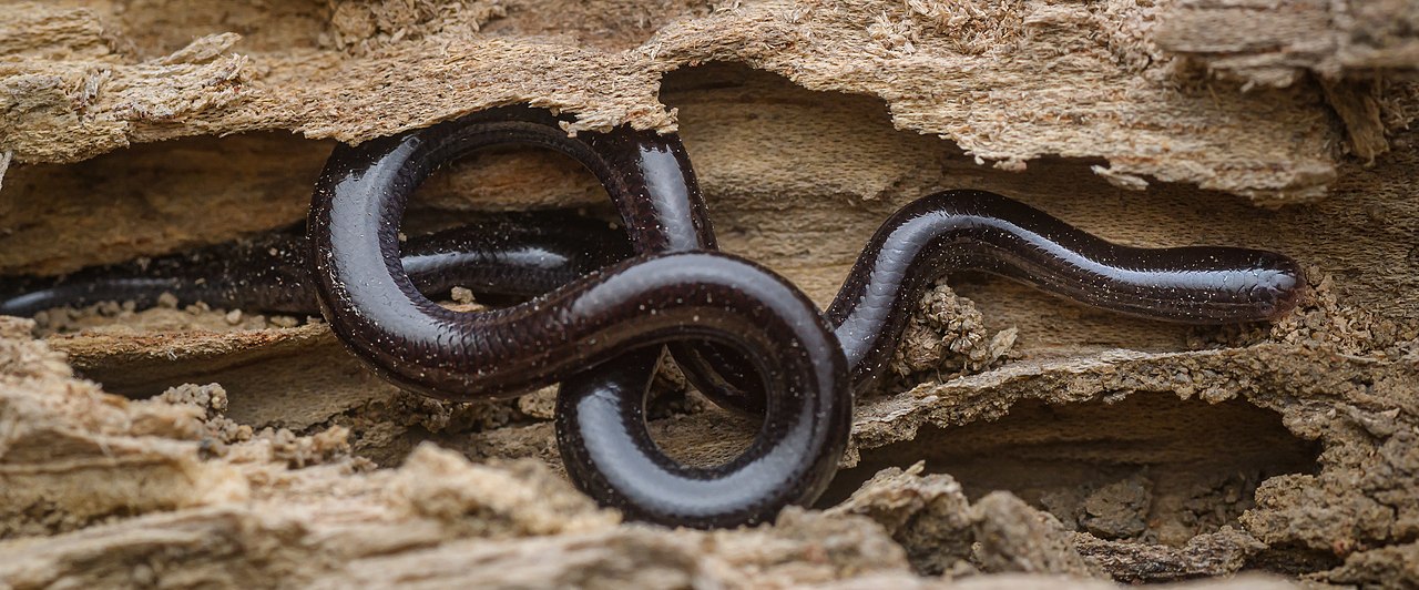 Mengenal Ular yang Tinggal Paling Dalam di Bawah Tanah