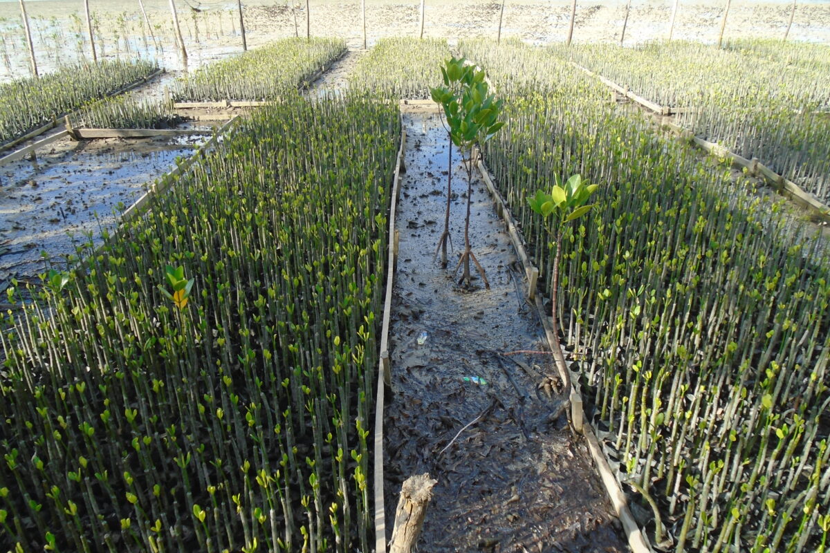 Hutan Mangrove Berangsur Pulih Dongkrak Ekonomi Berakit