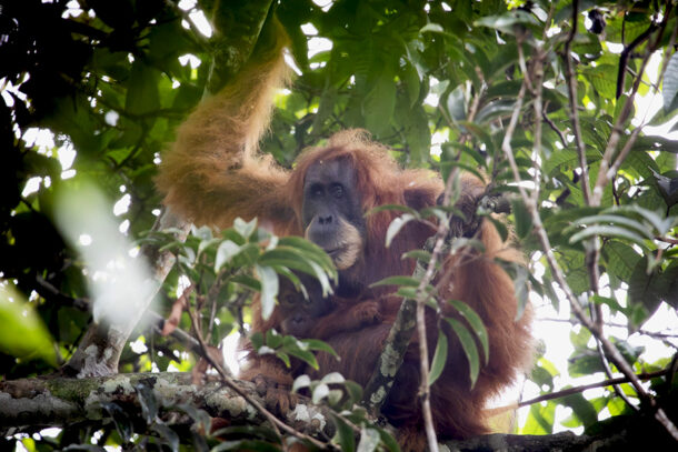 Opini: Orangutan Tapanuli di Ambang Kepunahan