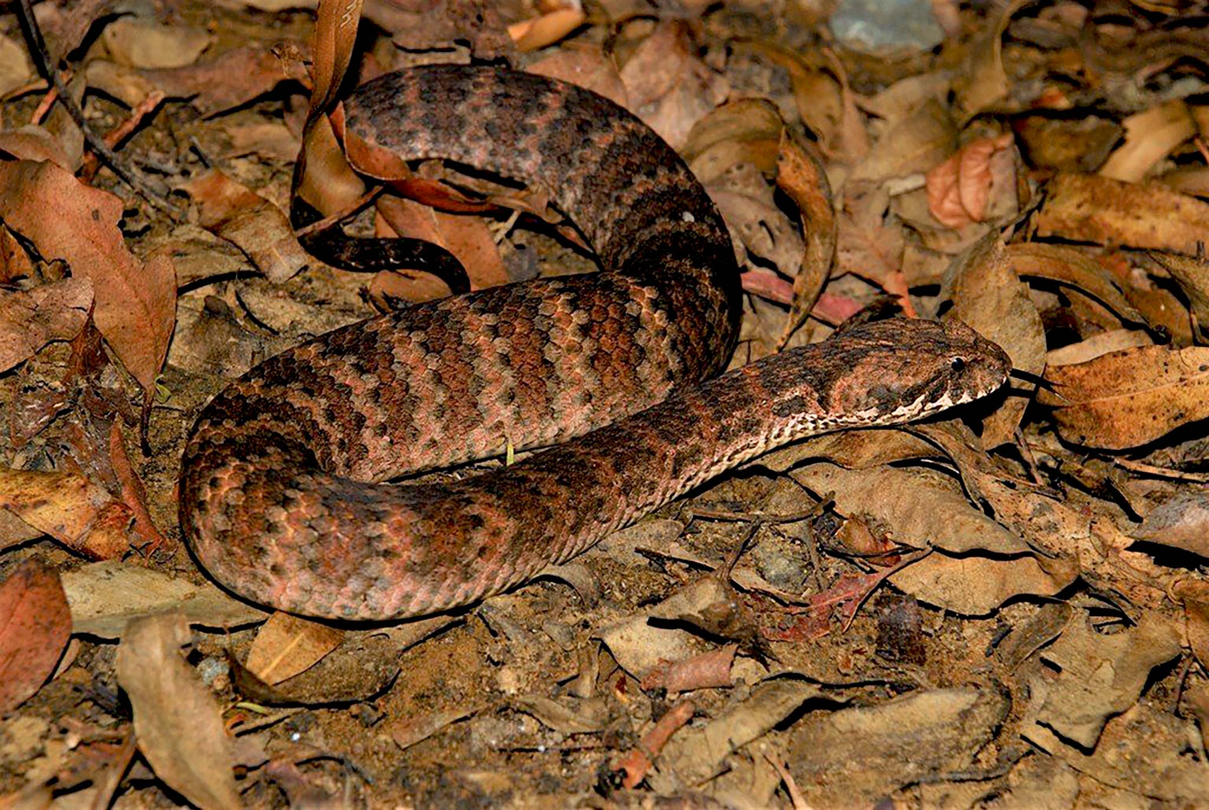 Ular Bodoh Papua, Tipikal Pendiam yang Mematikan