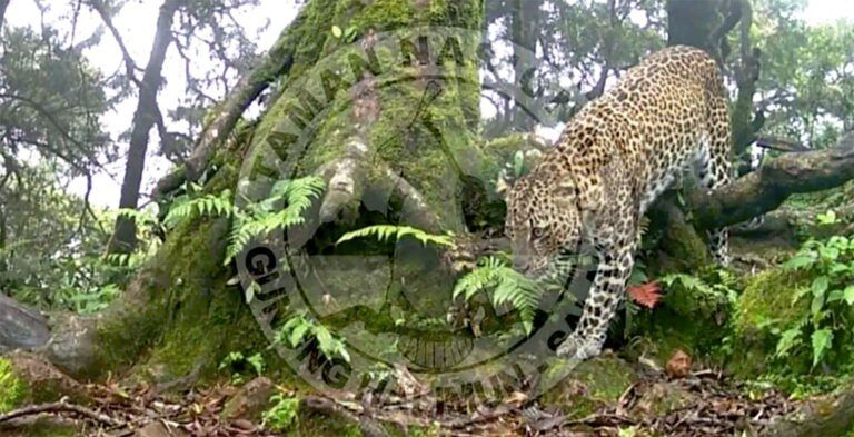 Macan tutul jawa di Taman Nasional Gunung Halimun Salak
