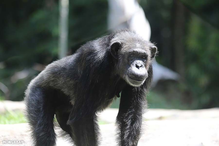 Cara Simpanse Mengembangkan Bahasa Ternyata Mirip Manusia