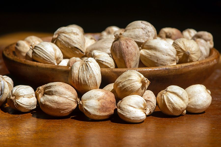 Kapulaga, Rempah “Ajaib” Asli Indonesia