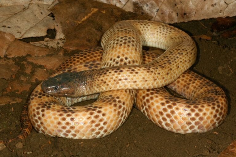 Lebih Mematikan dari Kobra, Ular Putih Papua Belum Ada Antivenomnya