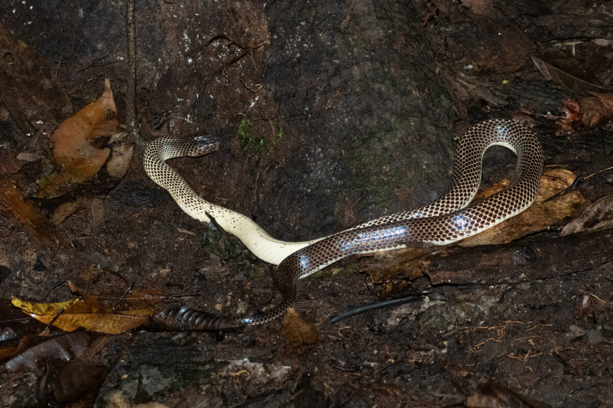 Lebih Mematikan dari Kobra, Ular Putih Papua Belum Ada Antivenomnya