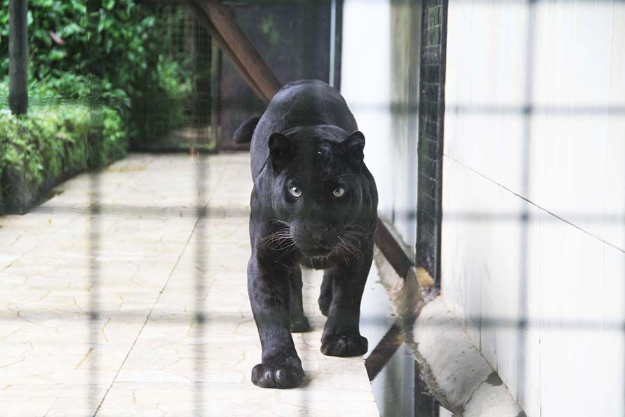 Macan Tutul Jawa dan Kearifan Petani Gunung Muria