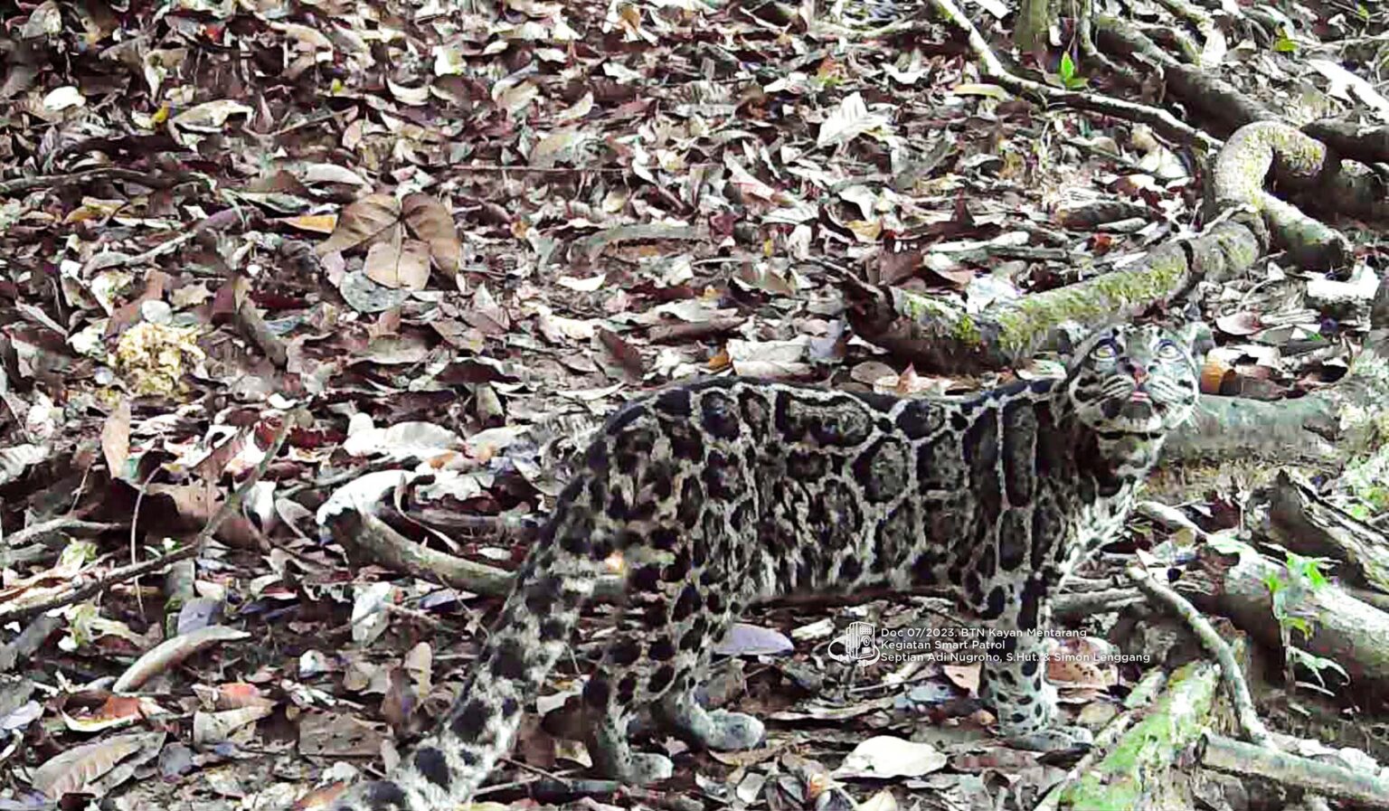 macan dahan di hutan taman nasional kayan mentarang