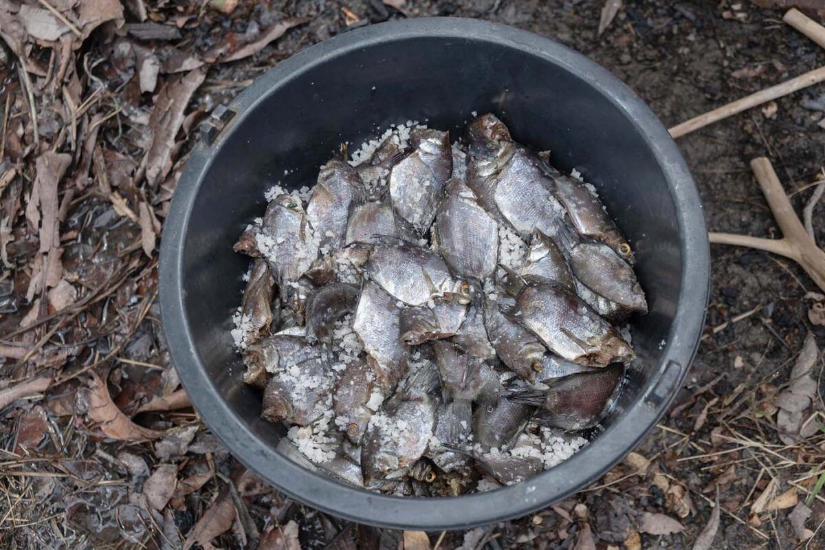 Hubungan Unik Kupu-kupu dan Ikan Balur di Sungai Musi