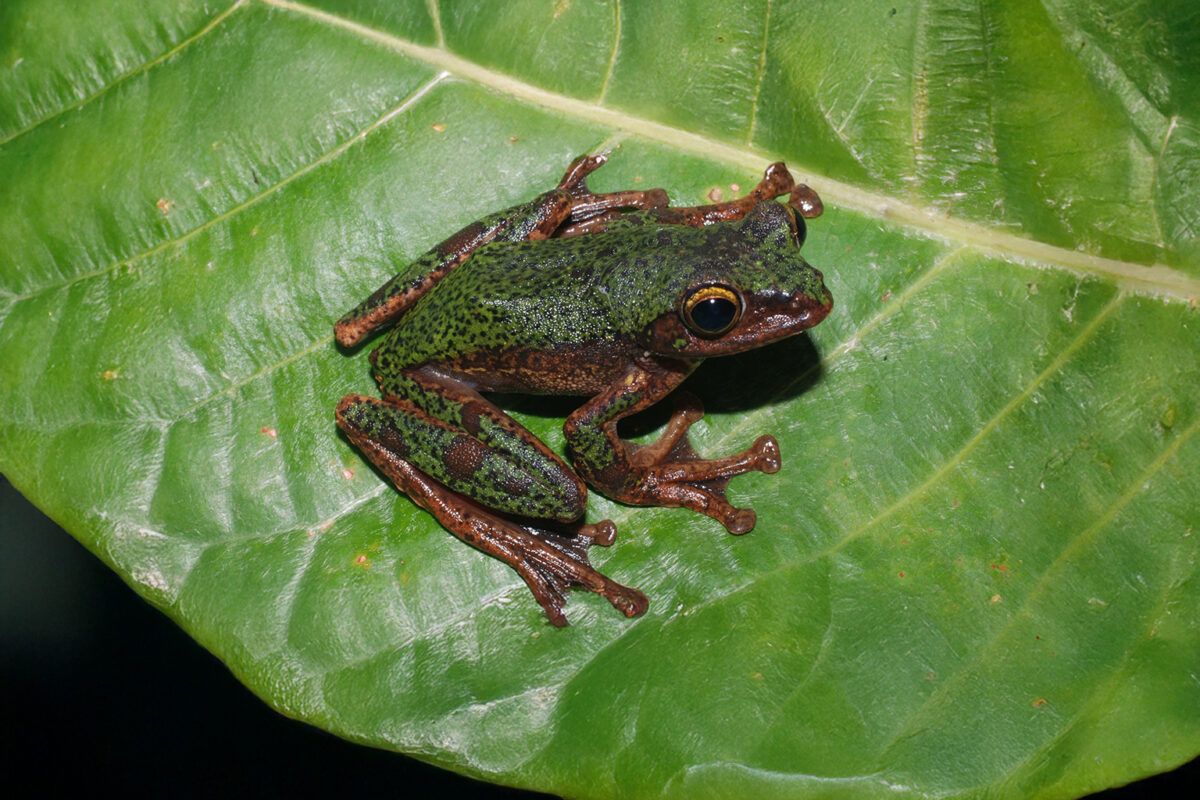 Mencermati Penyelamatan Tesso Nilo Setelah Tergerus 85%