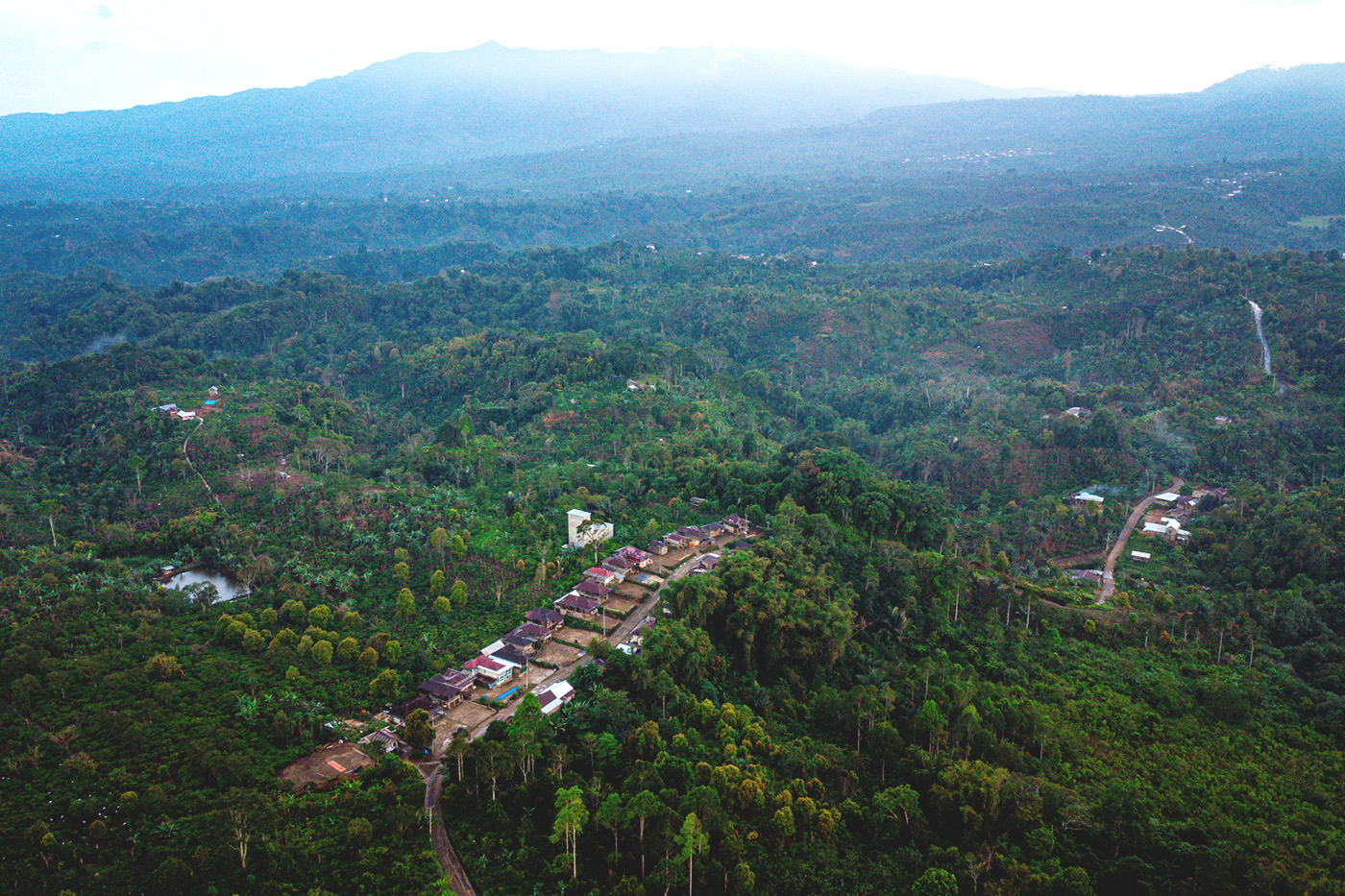 Mungkinkah Kucing Liar Hidup di Hutan Gunung Raya?