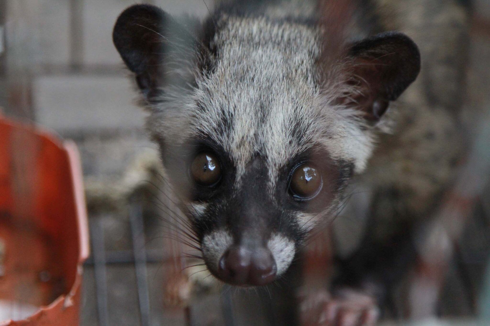 Bagaimana Nasib Musang Luwak di Alam Liar?