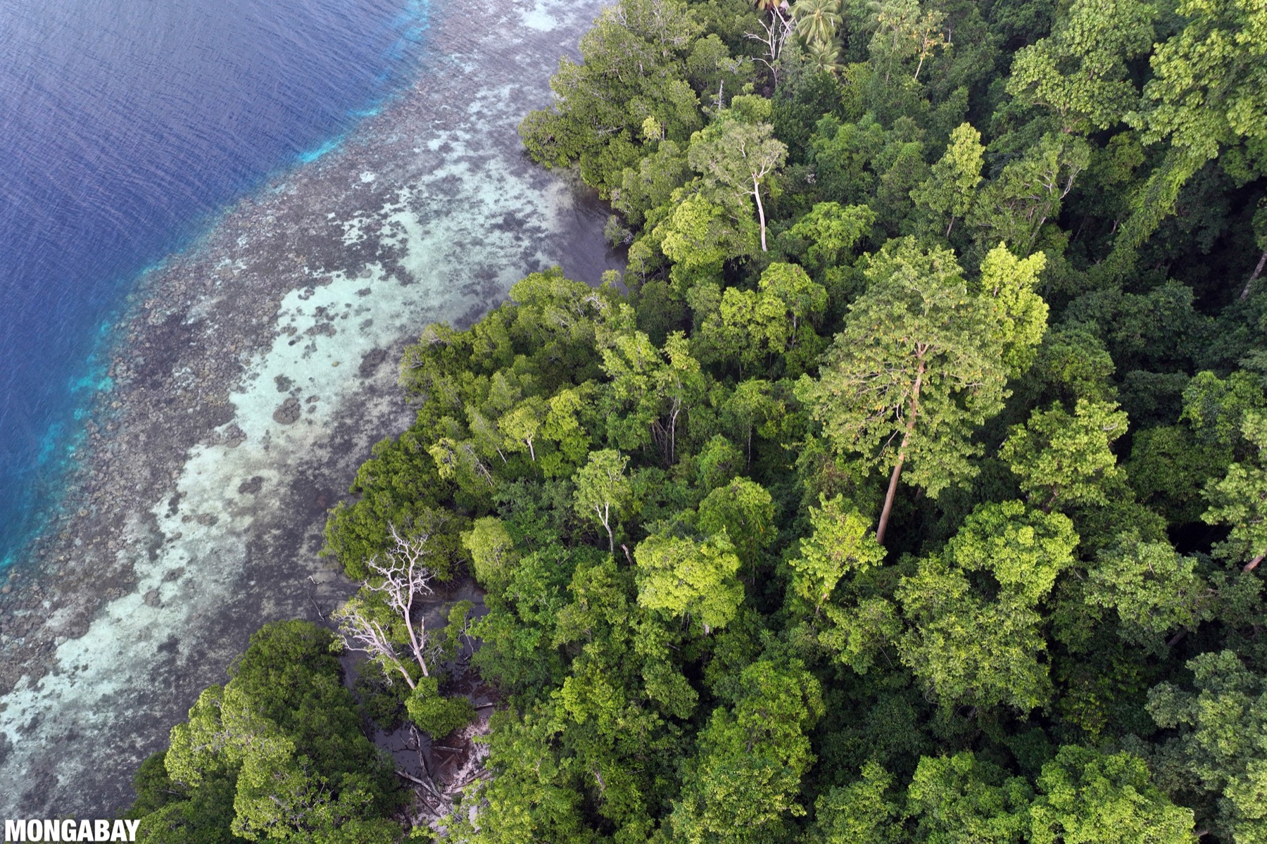 #SaveRajaAmpat: 5 Hal yang Berpotensi Hilang dari Raja Ampat Apabila ...