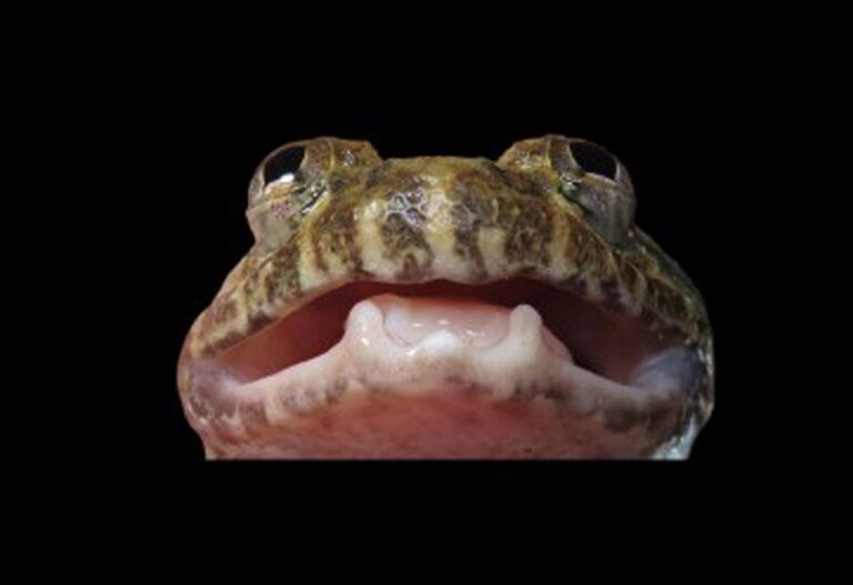 Katak Bertaring, Dua Spesies Baru dari Kalimantan