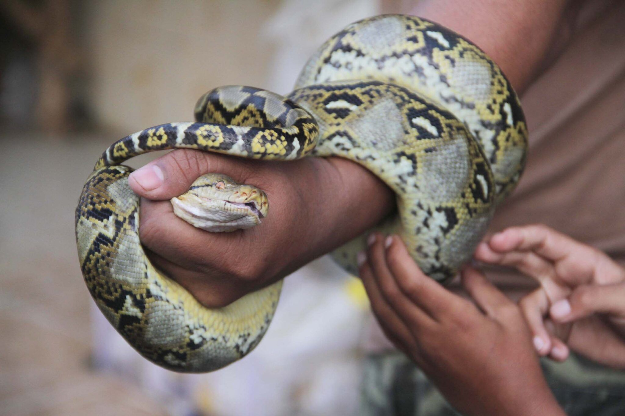 Konflik Manusia dengan Ular Piton: Apa Penyebabnya?