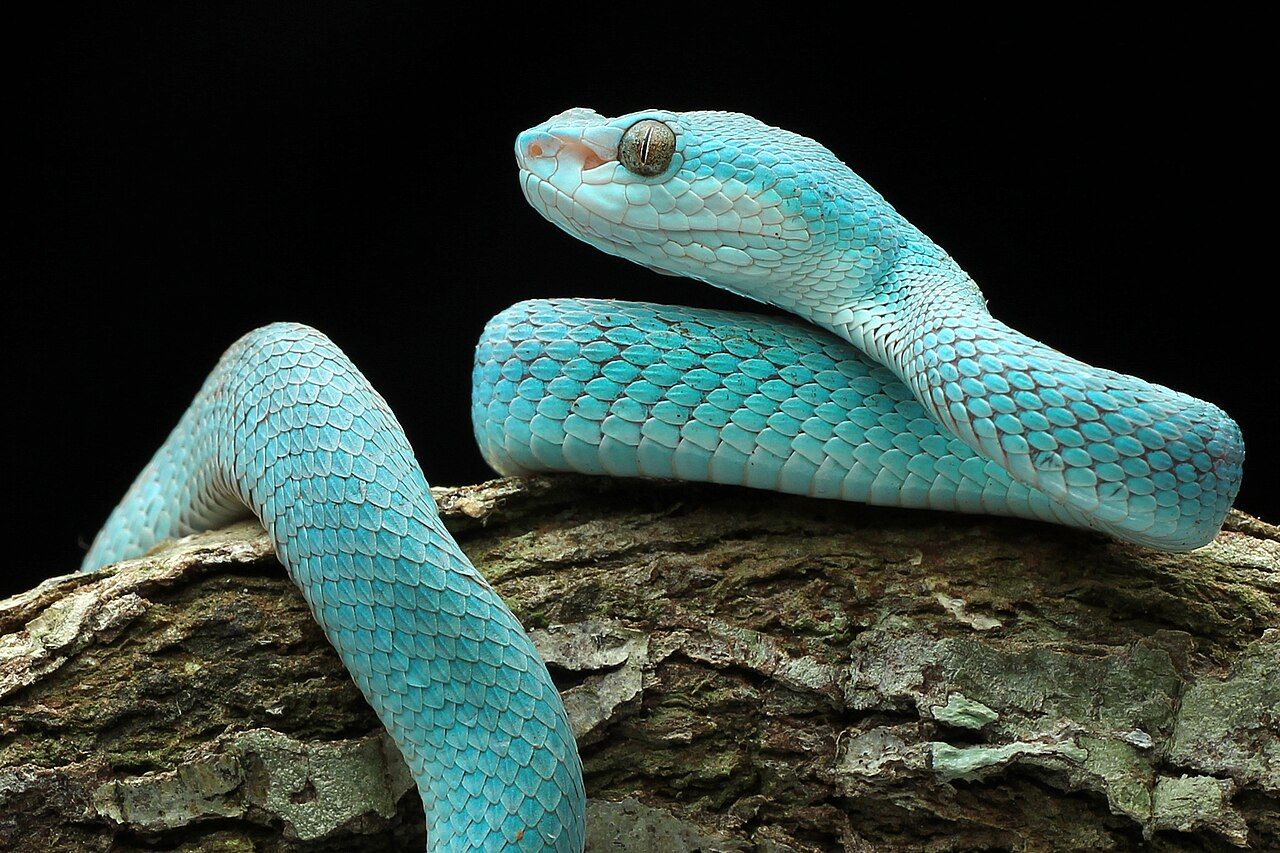 Trimeresurus insularis: Ular Langit dari Tanah Naga