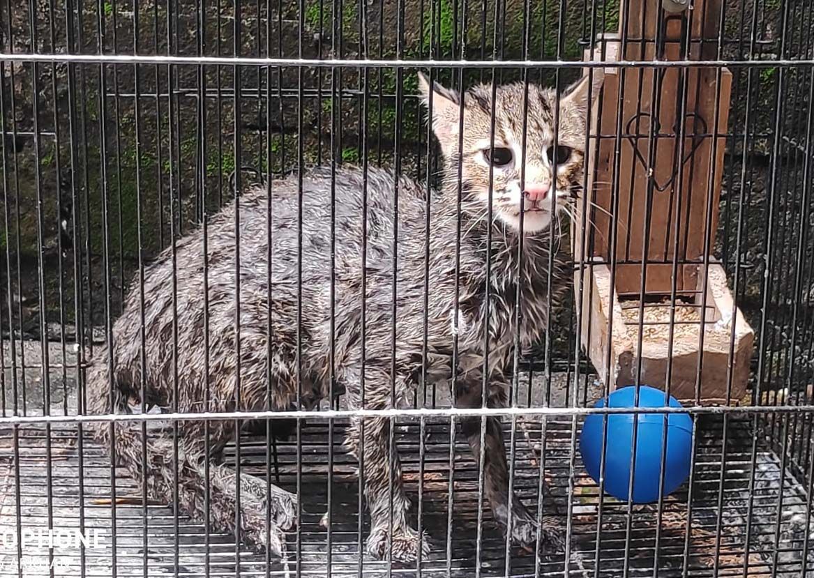 Perdagangan Ilegal Ancam Masa Depan Kucing Kuwuk
