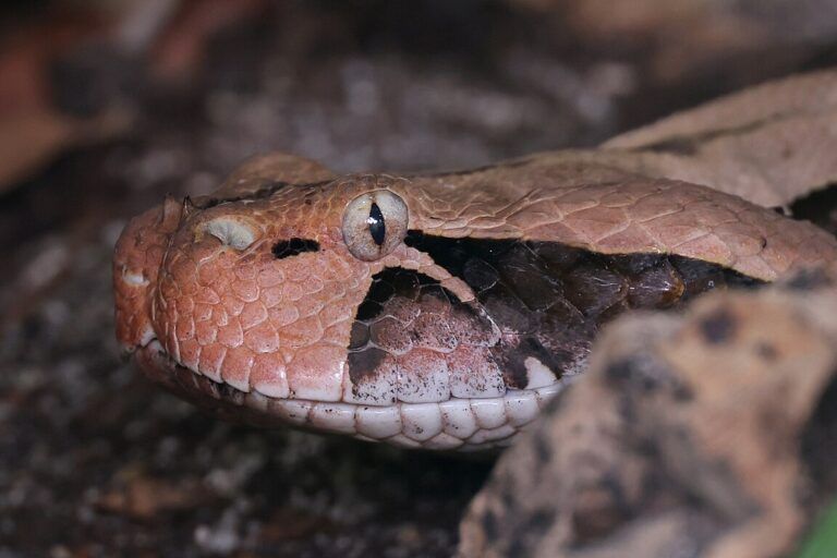 Gaboon Viper, Ular Bertaring Terpanjang dan Paling Berbisa di Dunia