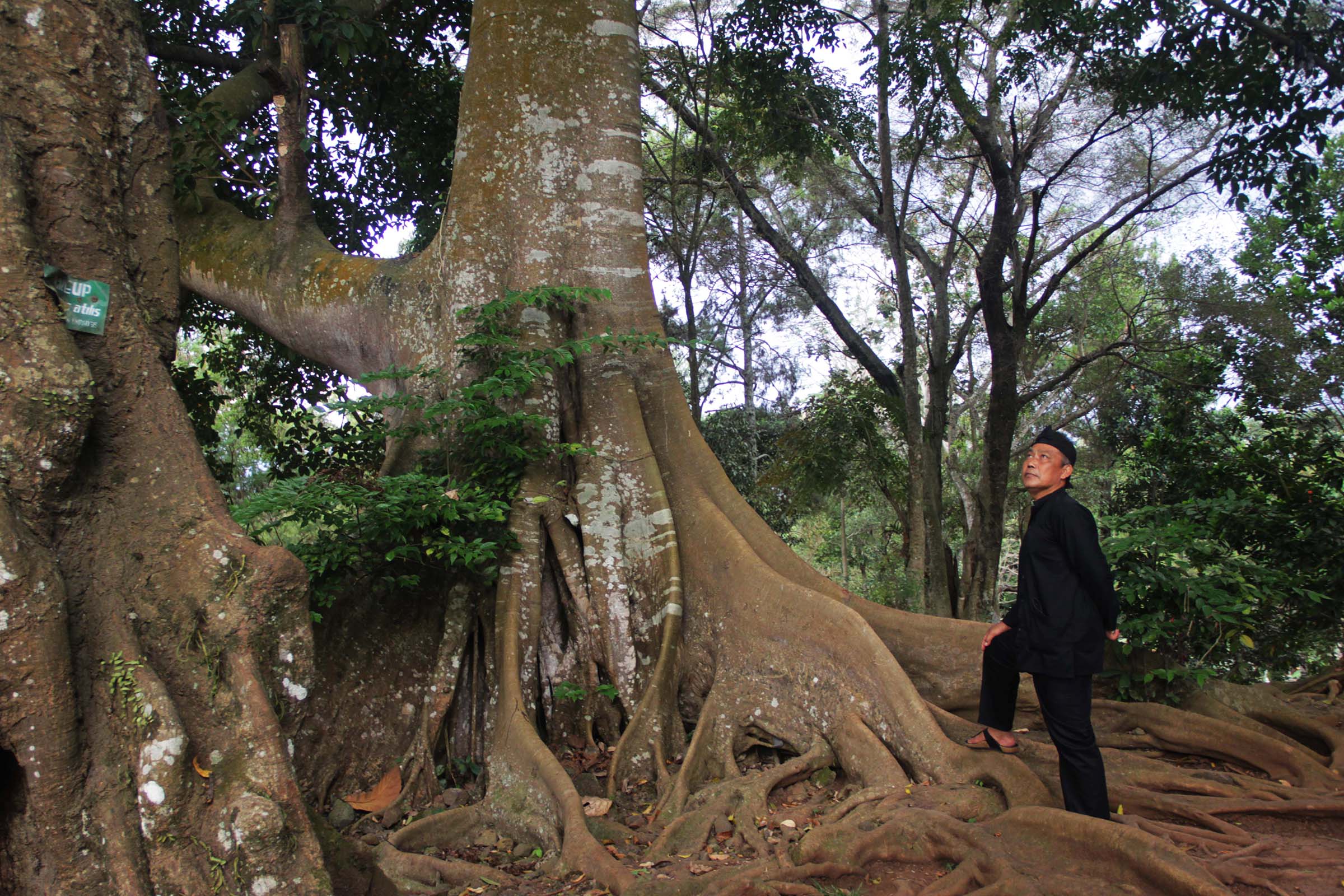 Ketika Budaya dan Konservasi Berpadu di Kampung Adat Pulo