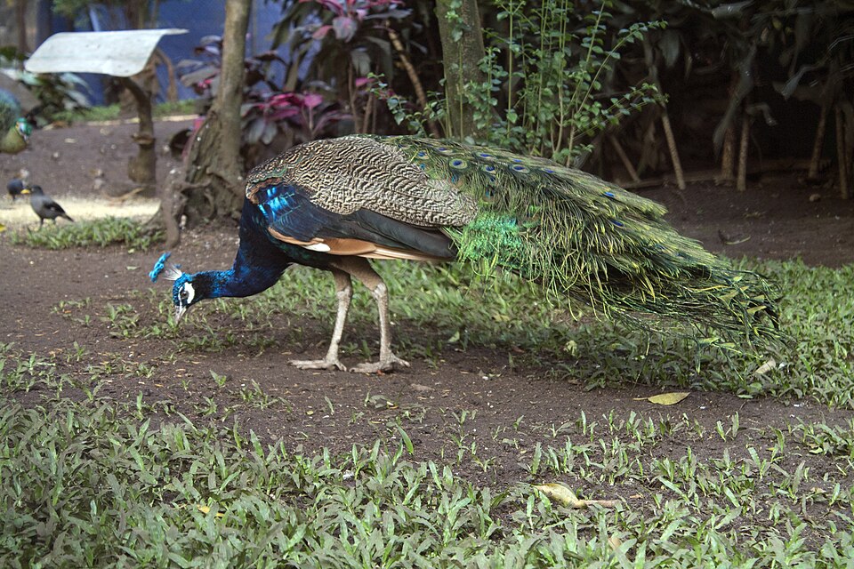 Ilmuwan Ungkap Laser Pertama di Alam, Di Bulu Burung Merak