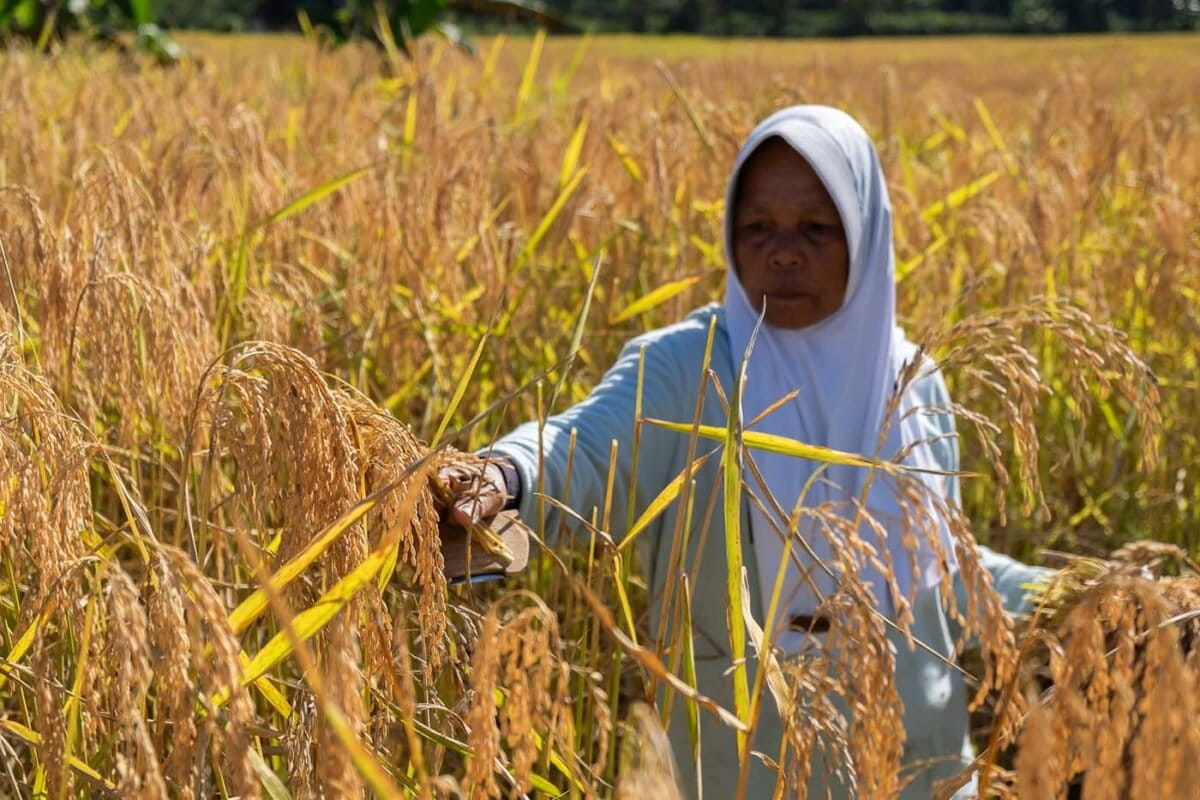 tunggu tubang masyarakat adat semende menjaga pangan