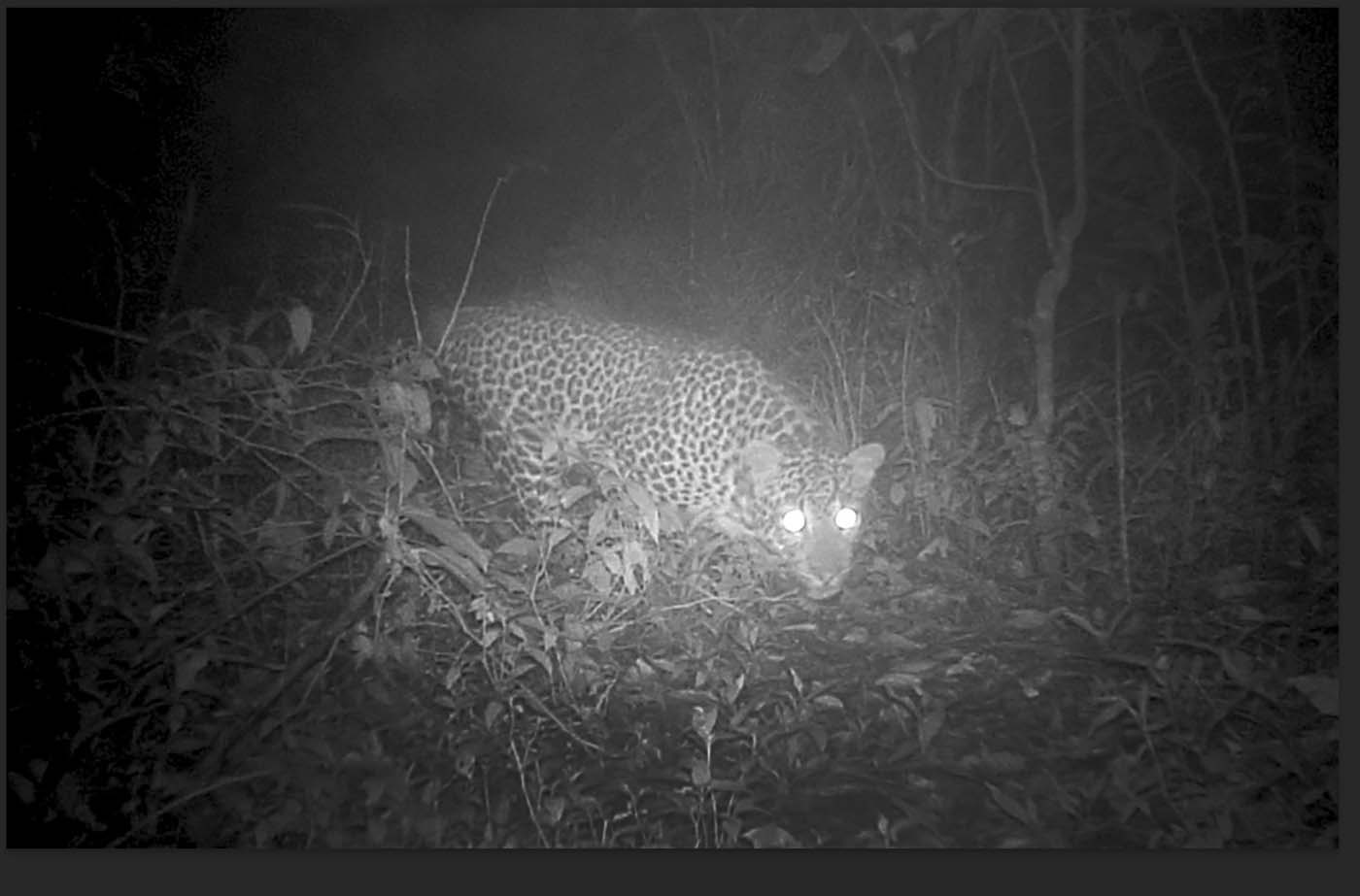 Macan Tutul Jawa Terpantau Kamera di Gunung Lawu