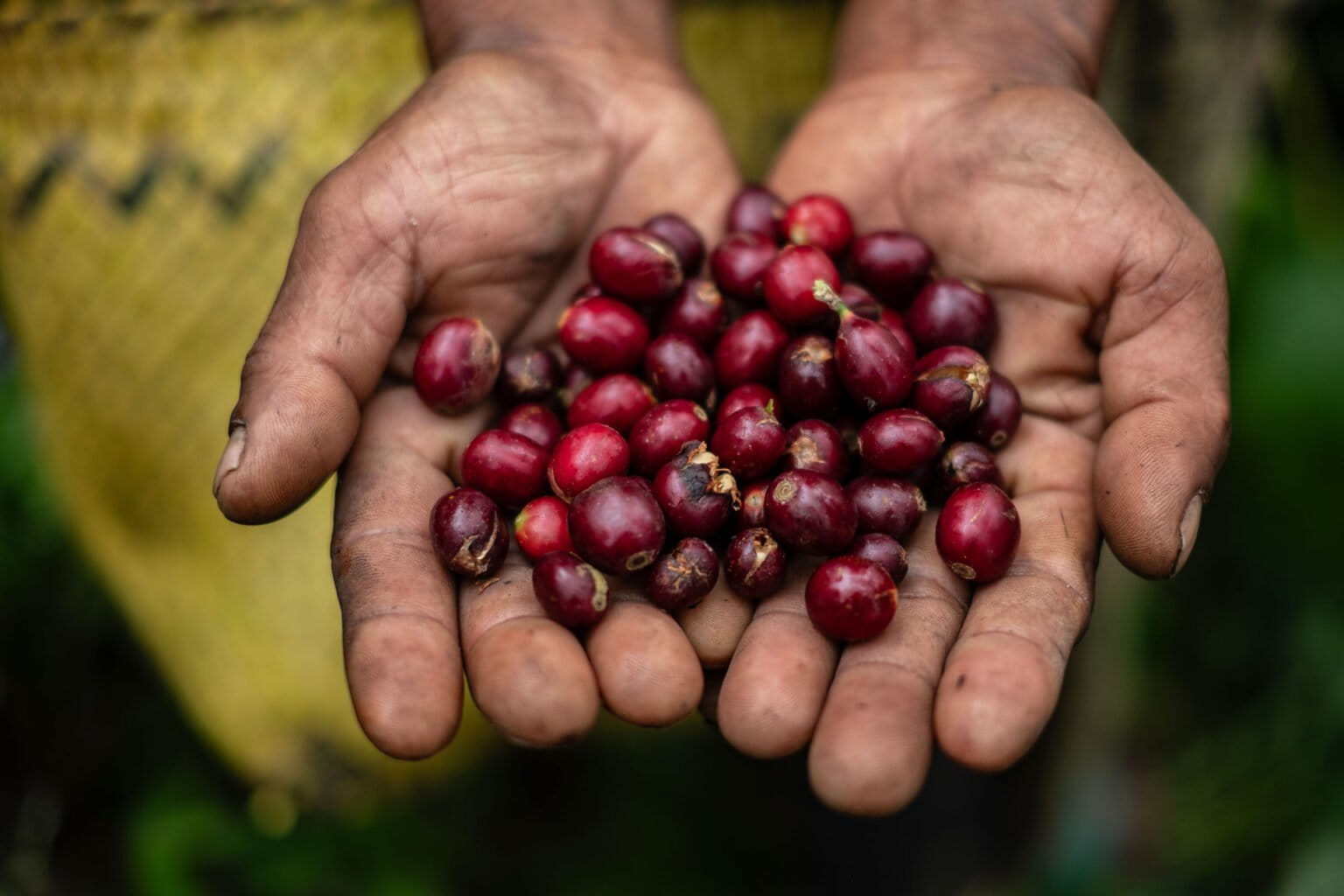 Kisah Gajah Jawa, Simbol Kejayaan Raja-raja Jawa Masa Lalu