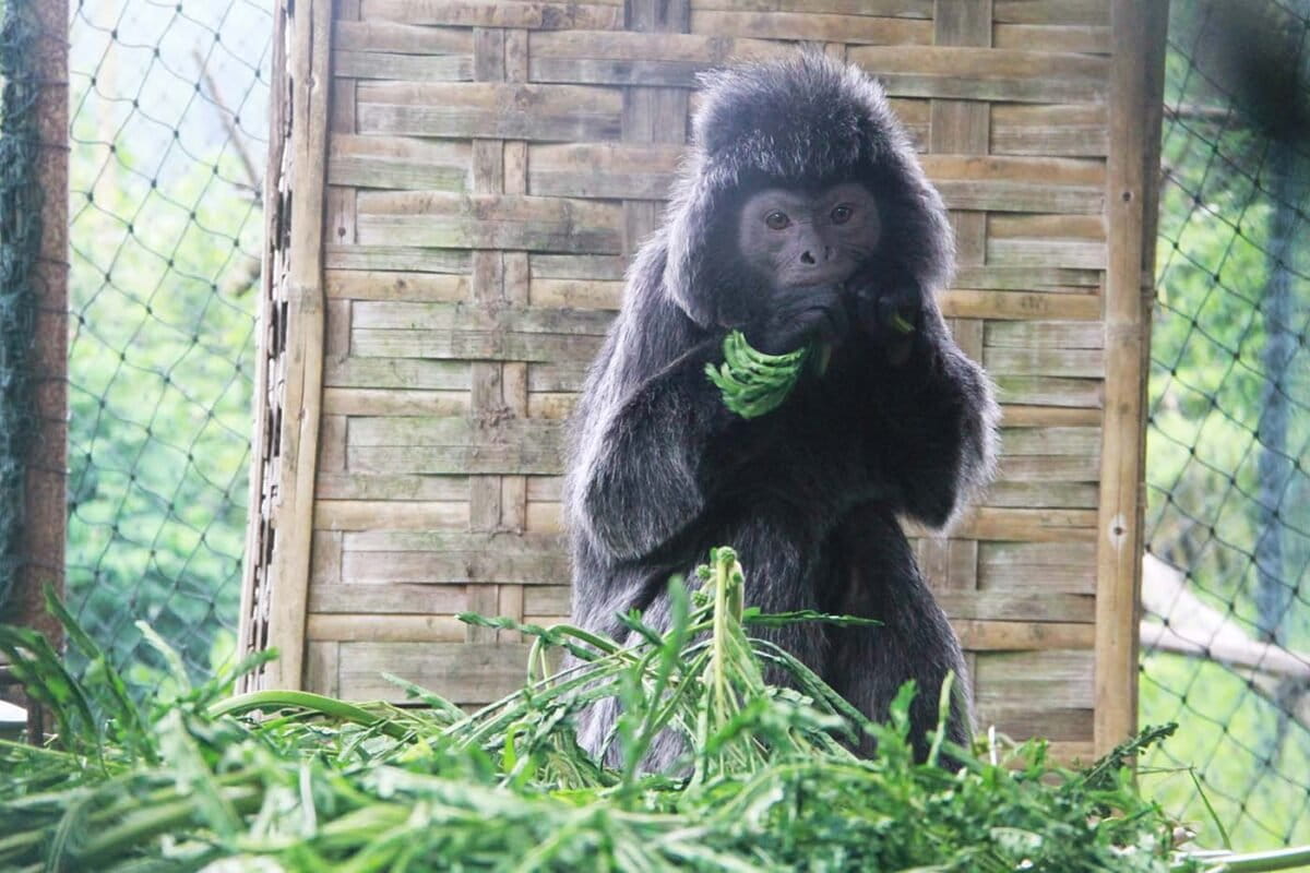 Lutung Jawa, Apakah Baik-baik saja Populasinya?