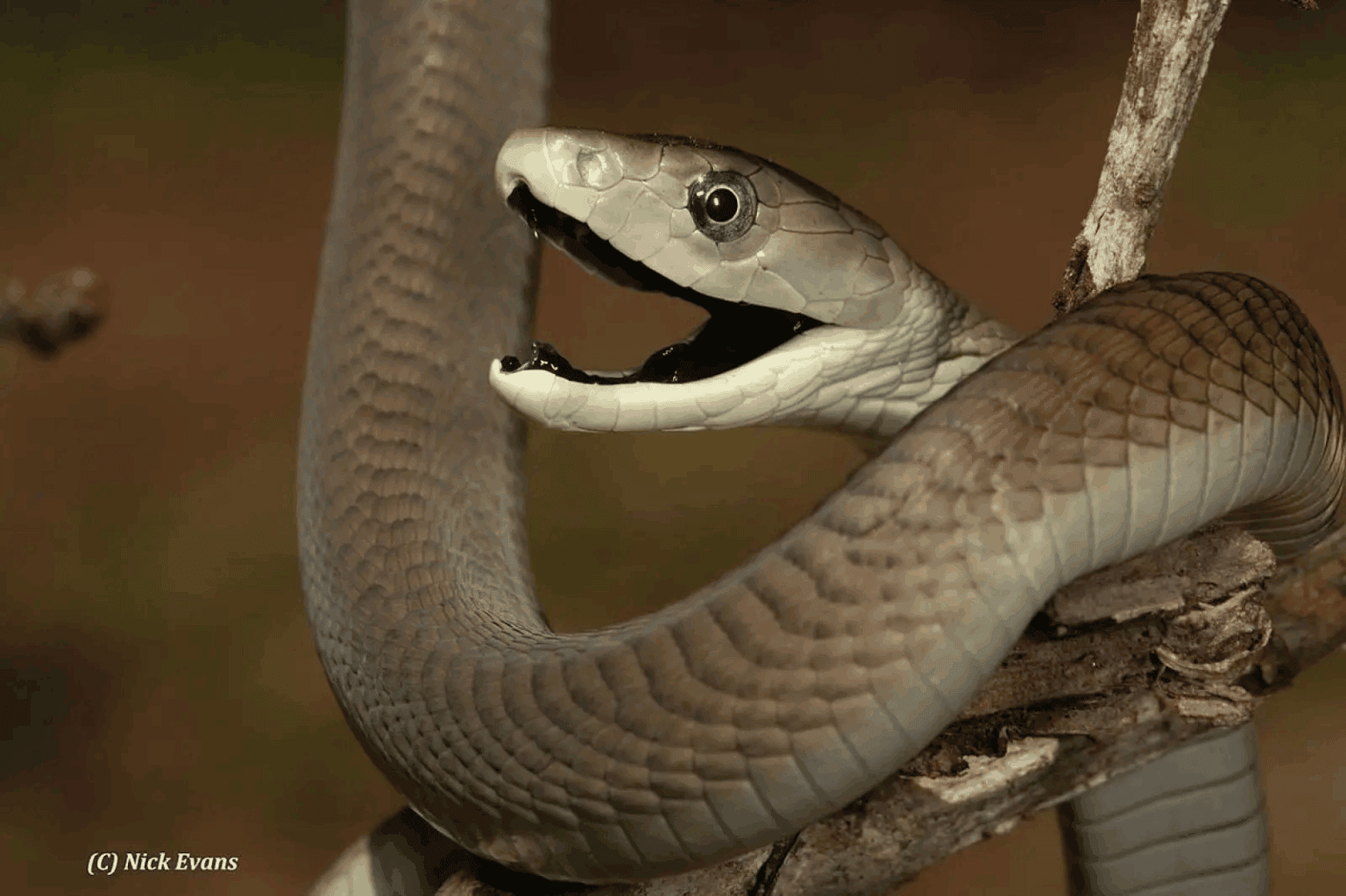 Mengenal Black Mamba, Ular Tercepat Di Dunia dengan Racun Berbahaya
