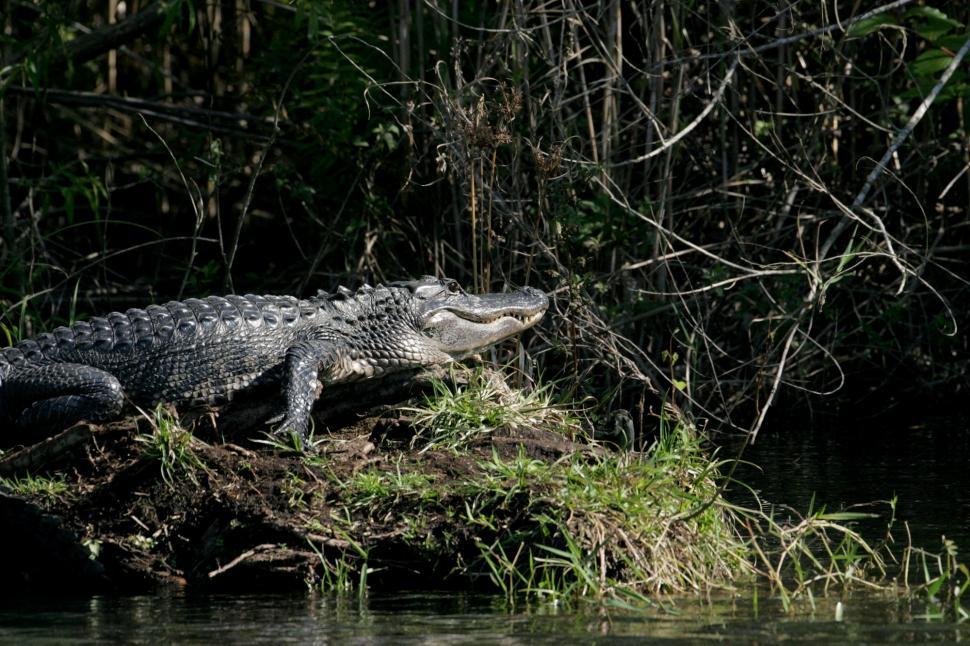 Hati-hati. Tak Hanya di Sungai, Buaya-buaya Ini Juga Pandai Memanjat Pohon