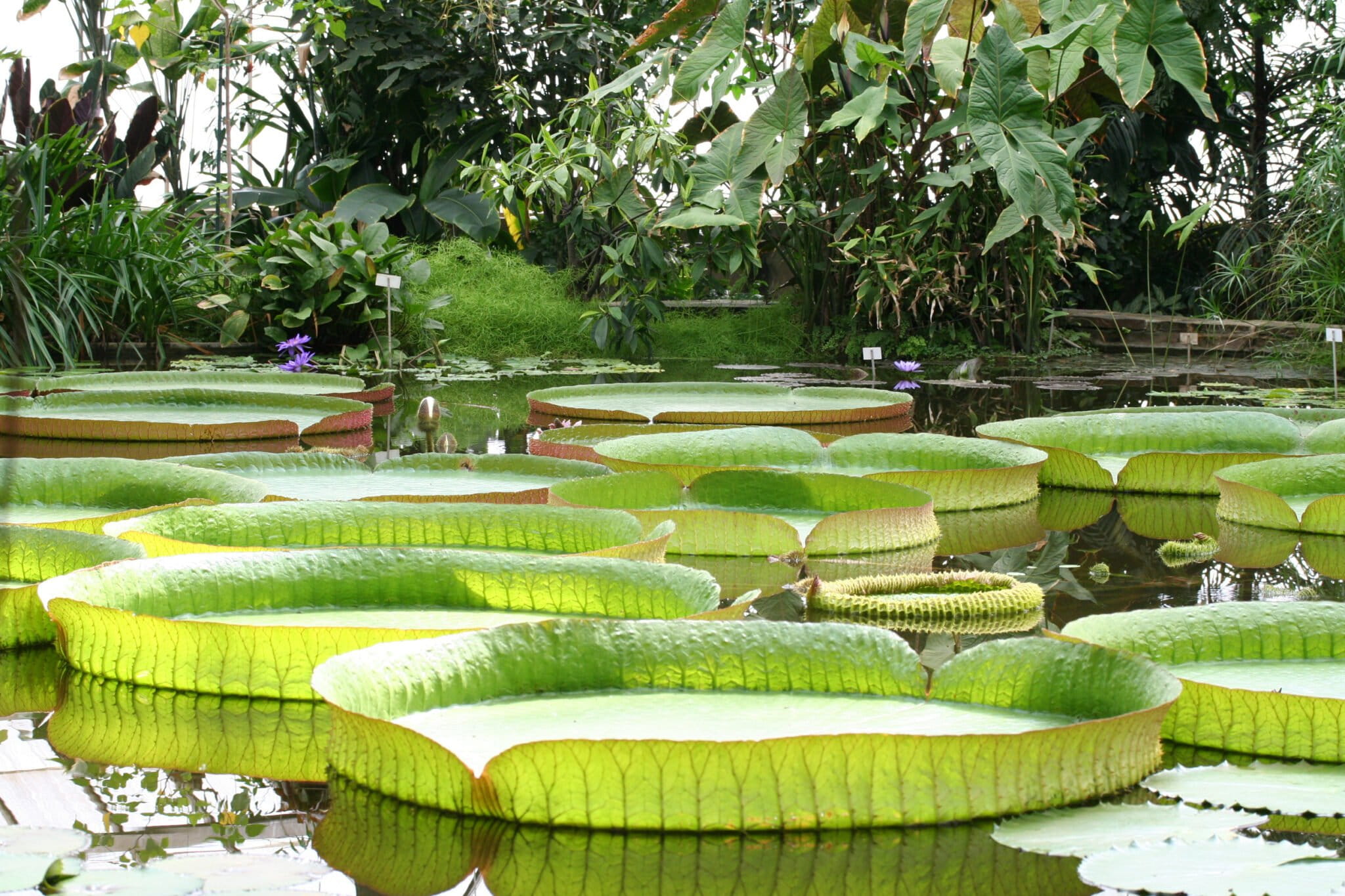 Daun Victoria amazonica, Raksasa Amazon yang Bisa Menahan Berat Anak ...
