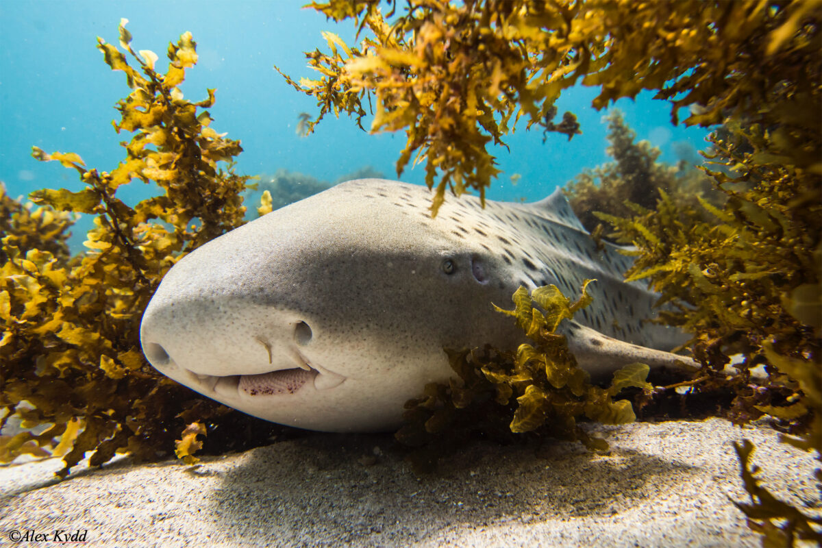 ReShark: Proyek Pertama di Dunia Kembalikan Hiu Macan Tutul ke Alam di ...