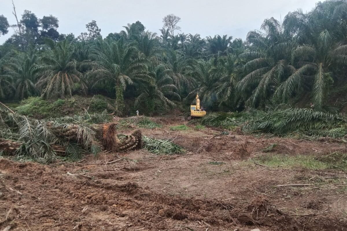 Satgas PKH Mulai Tertibkan Kebun Sawit dan Karet di Leuser