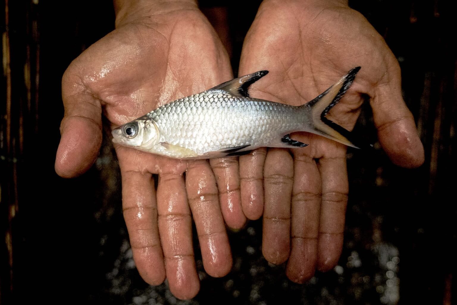 Merapi Purba dan Jejak Erupsi yang Mengubah Sejarah