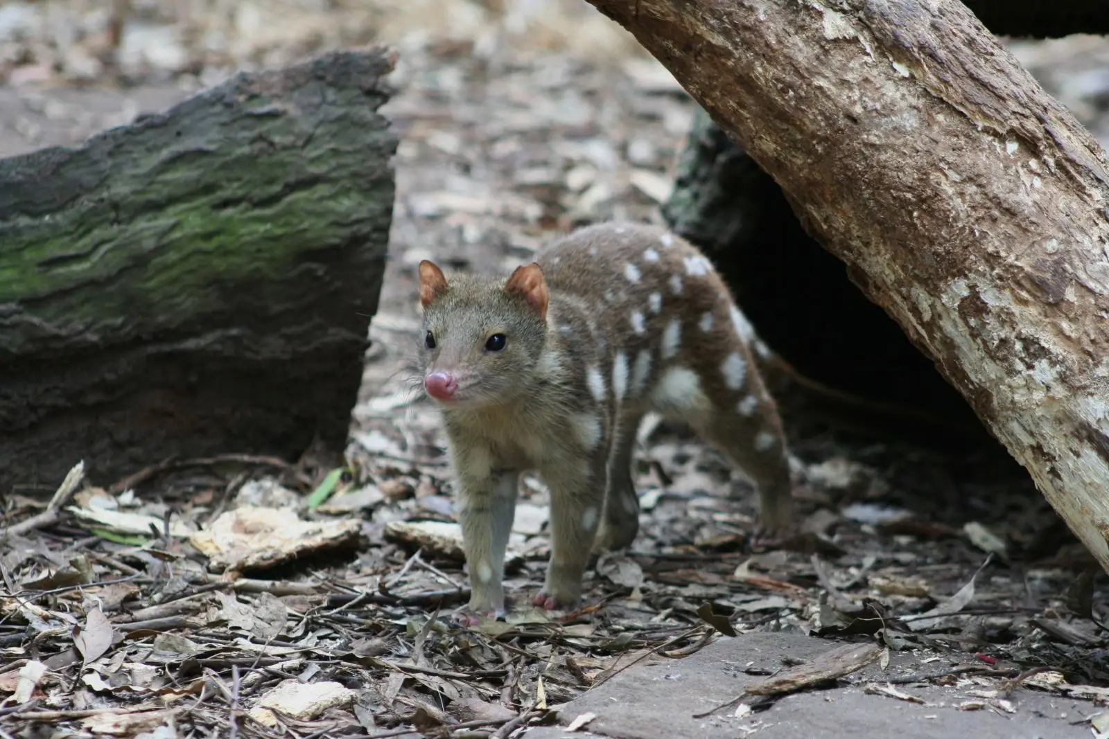 Quoll, Karnivora Mungil yang Jadi “Harimau” Papua