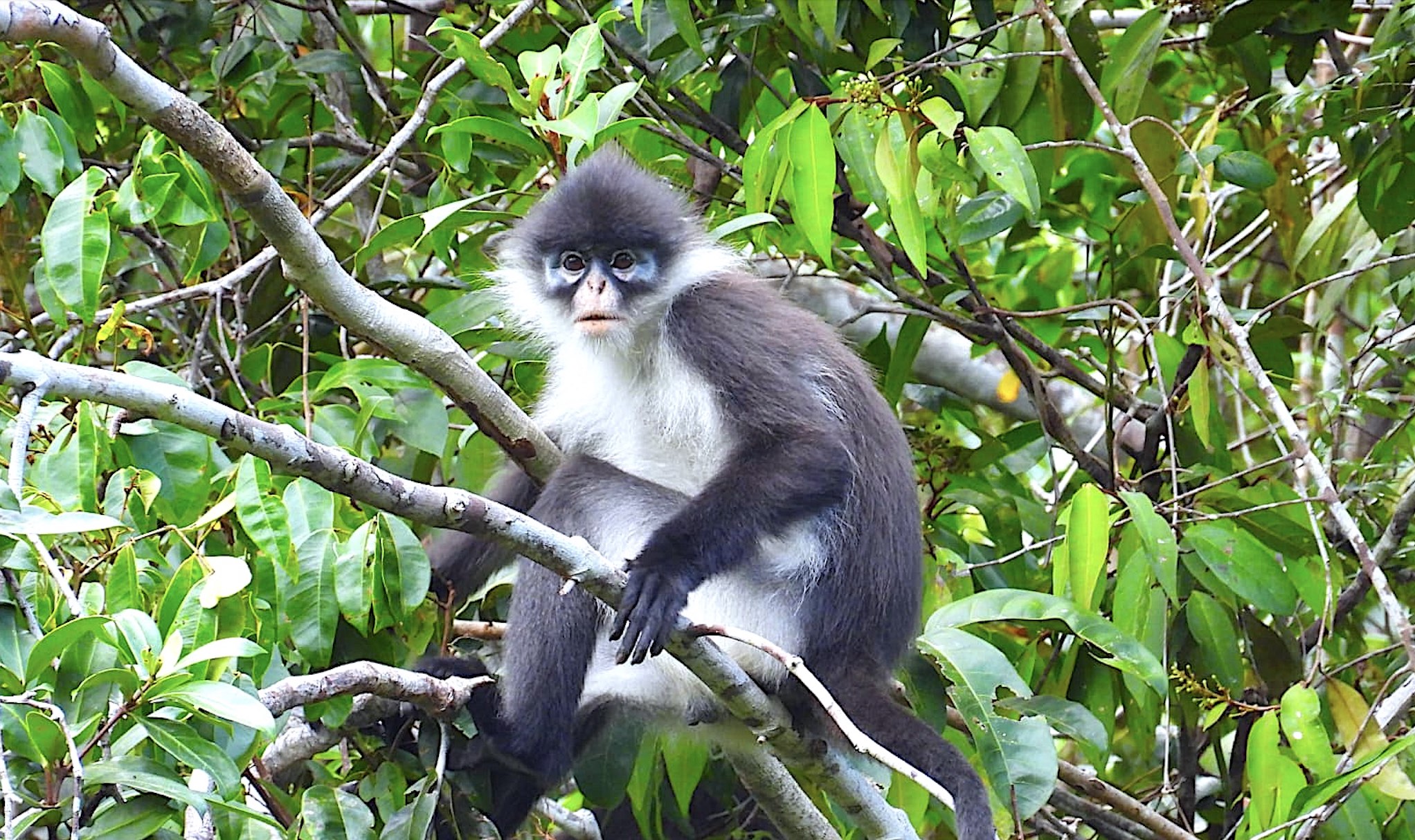 Mantau Kekah: Mengenal Komunitas Desa yang Melawan Kepunahan Primata ...