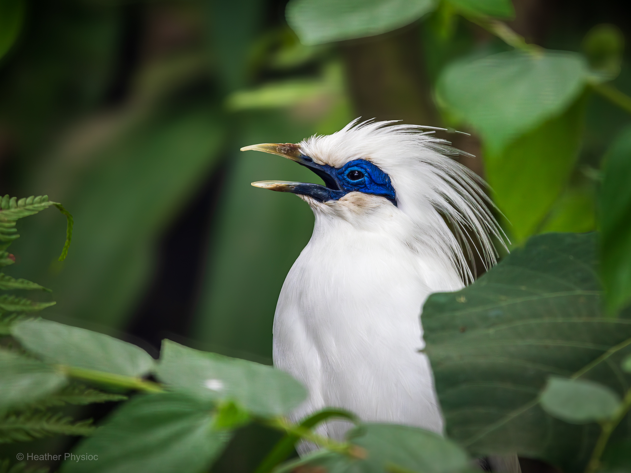 Awig-Awig dan Jalak Bali: Saat Aturan Adat Lebih Efektif Lindungi ...