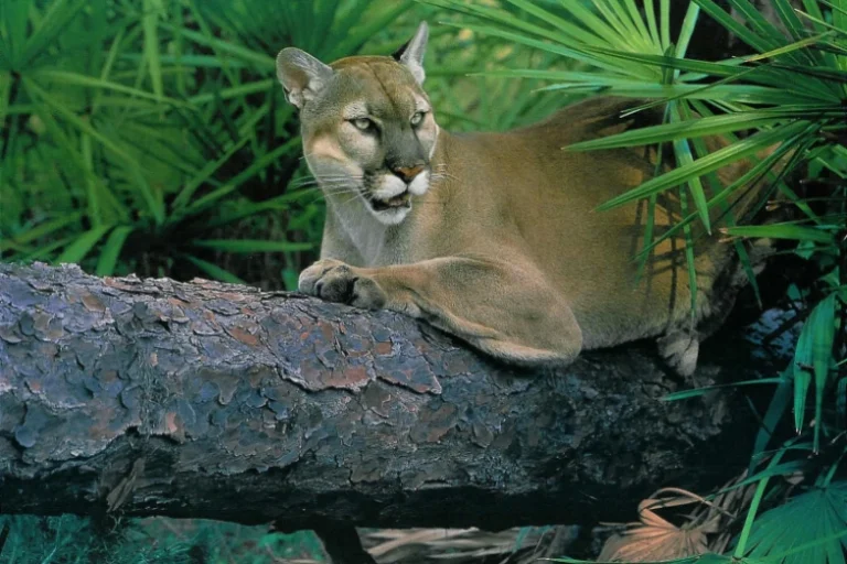 Puluhan Spesies Hewan Terancam Punah Gara-gara Kucing